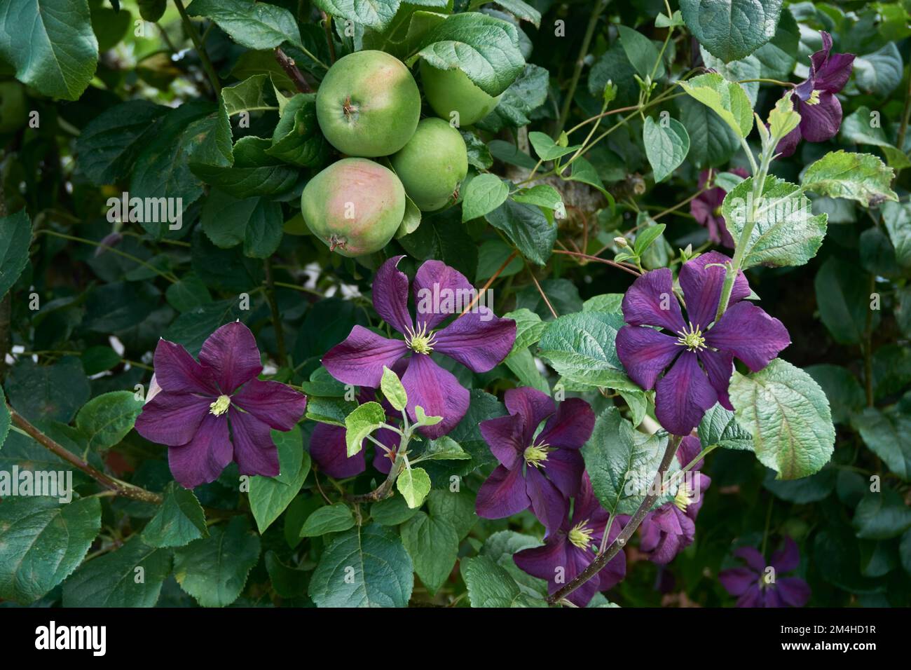 Purple flowers of Clematis viticella Etoile Violette growing through a ...
