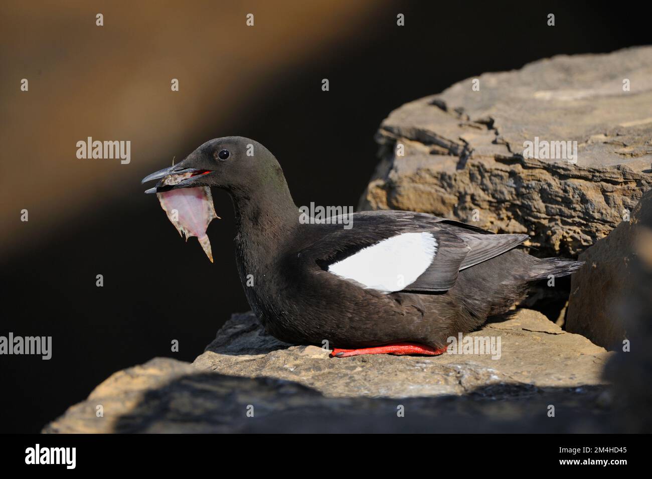 Black Guillemot (Cepphus grylle) bird with flatfish prey, in evening ...