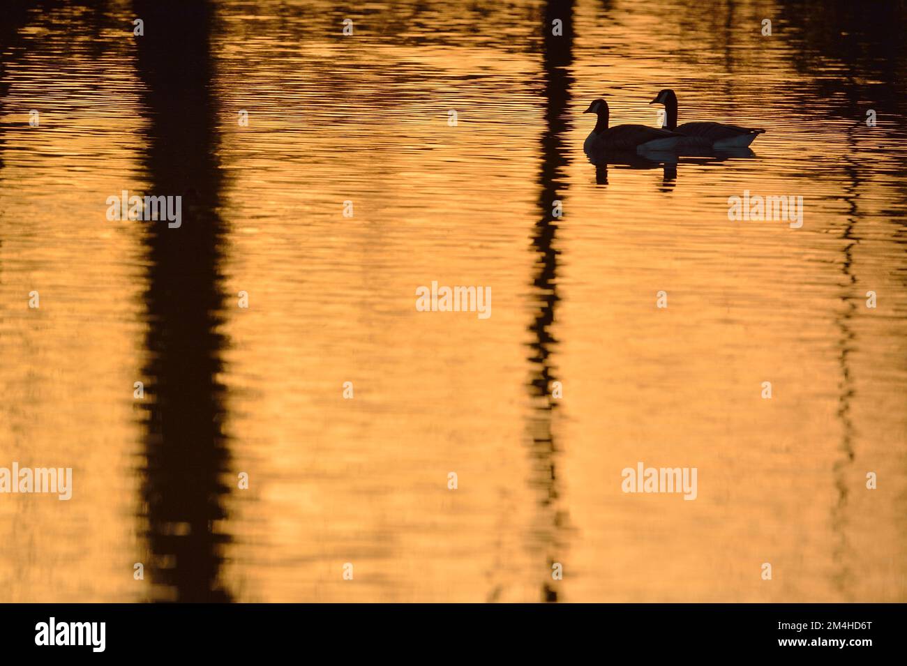 Canada Goose (Branta canadensis) silhouette of pair of geese at sunset ...