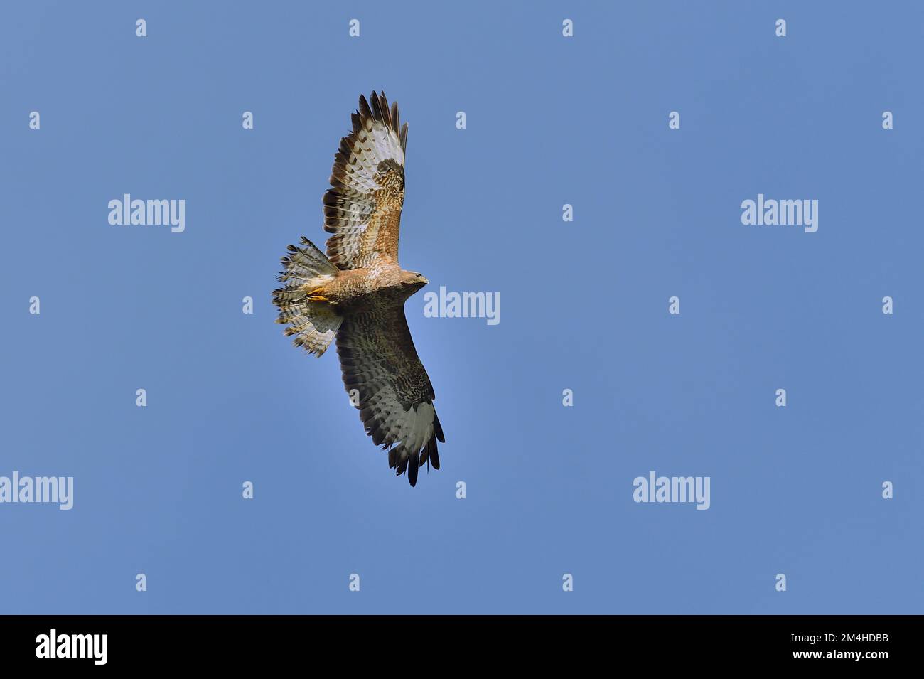 Common buzzard underwing hi-res stock photography and images - Alamy