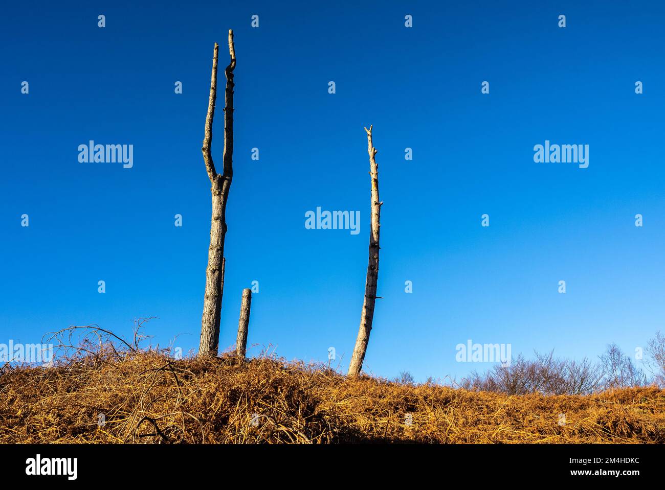 dead trees near hade edge Stock Photo - Alamy