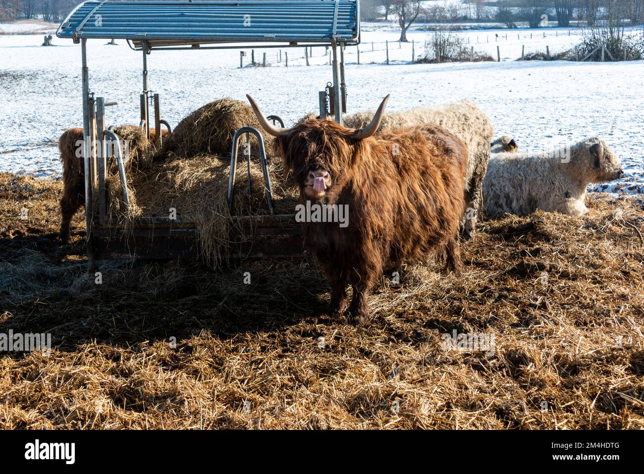 Galloway rinder hi-res stock photography and images - Alamy