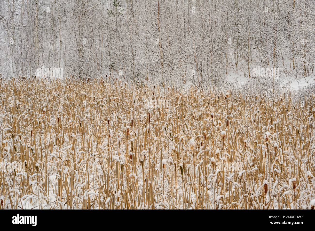 Fresh snow in a cattail marsh, Greater Sudbury, Ontario, Canada Stock ...