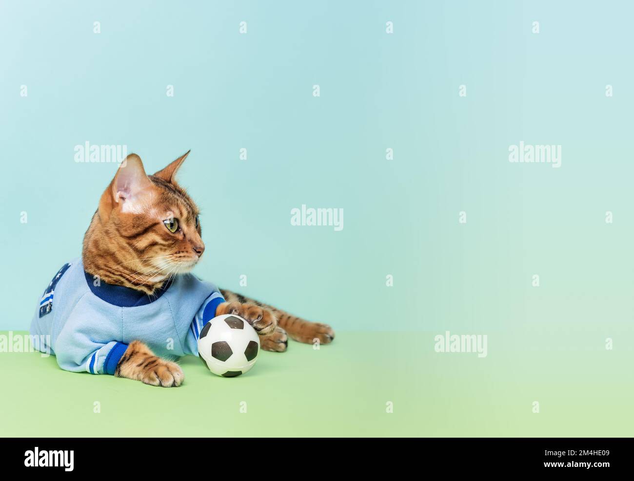 A red cat lies with a ball on a blue-green background. Funny cat is a ...