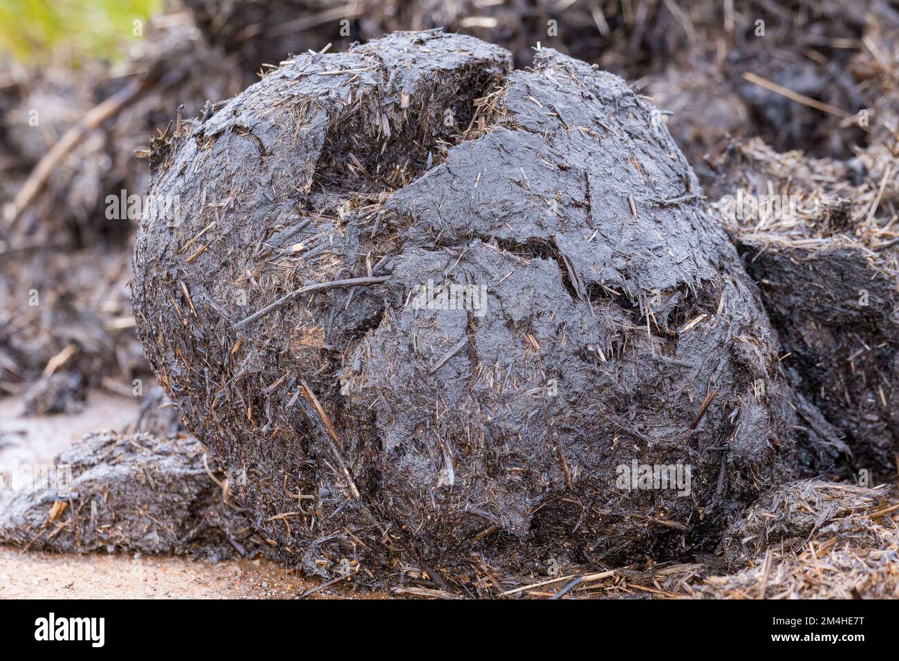 Rhino dung hi-res stock photography and images - Alamy