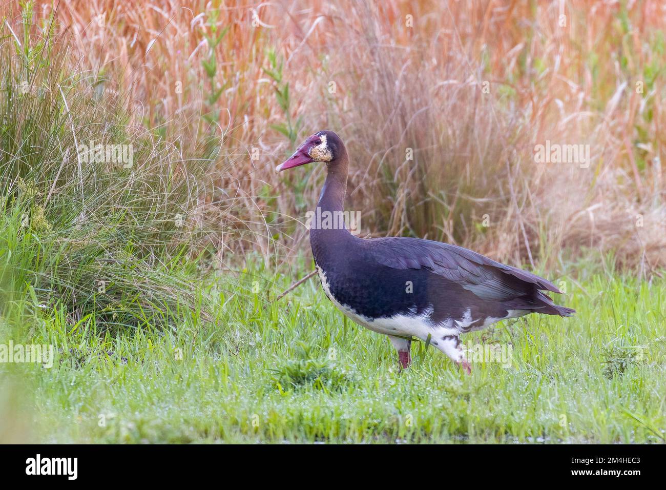 Spurwing goose hi-res stock photography and images - Alamy
