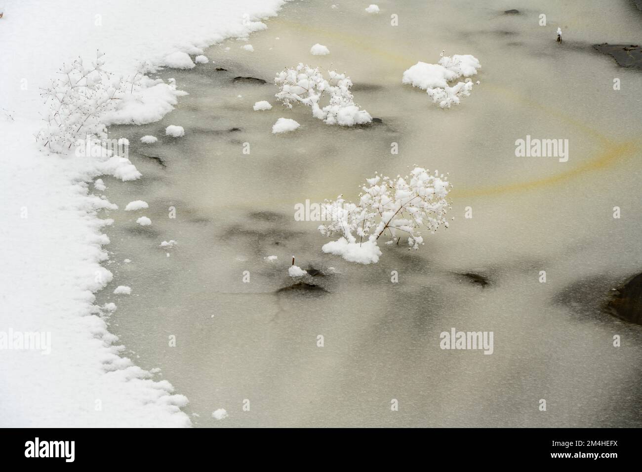Fresh snow, a beaver pond at freeze-up, Greater Sudbury, Ontario ...