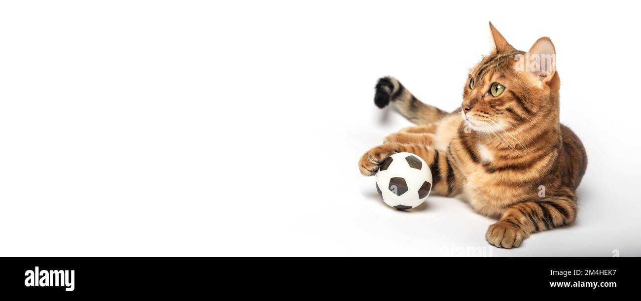 Bengal cat plays with a toy soccer ball isolated on a white background ...