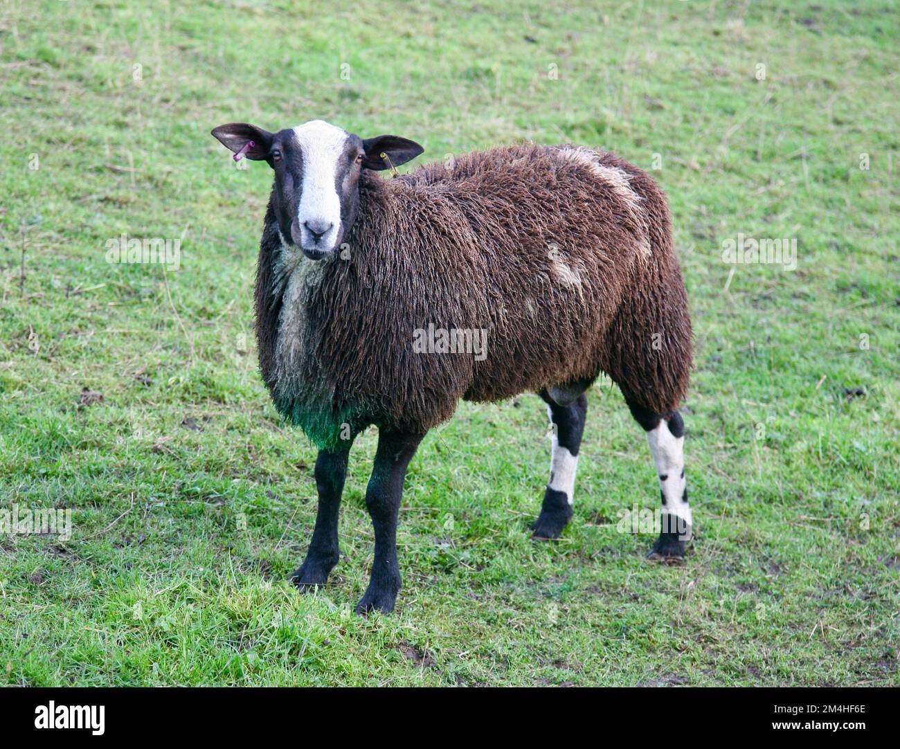 Zwartbles sheep hi-res stock photography and images - Alamy