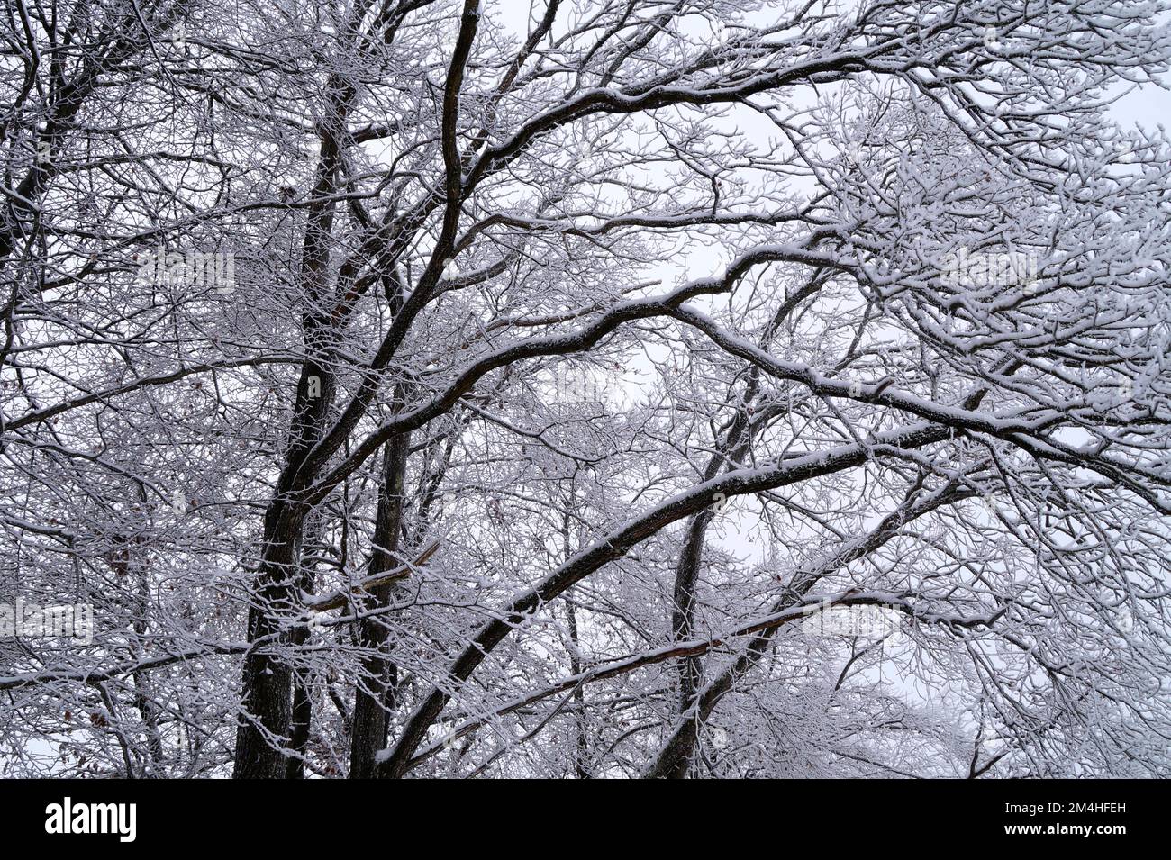 a scenic wintery background with large frozen trees covered with rime ...