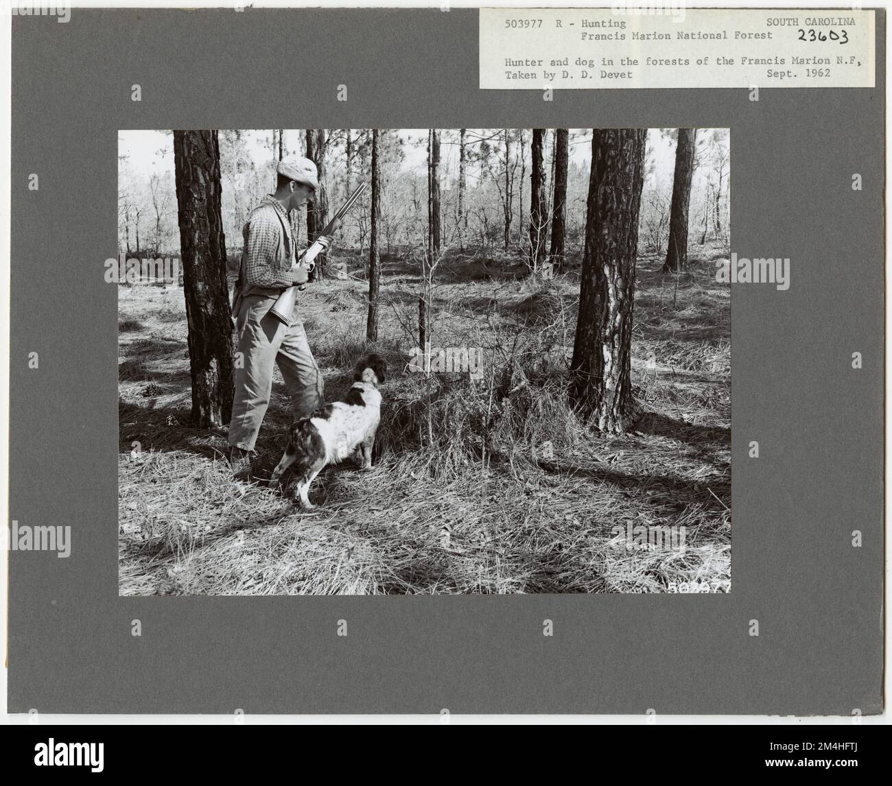 Hunting - South Carolina. Photographs Relating to National Forests ...