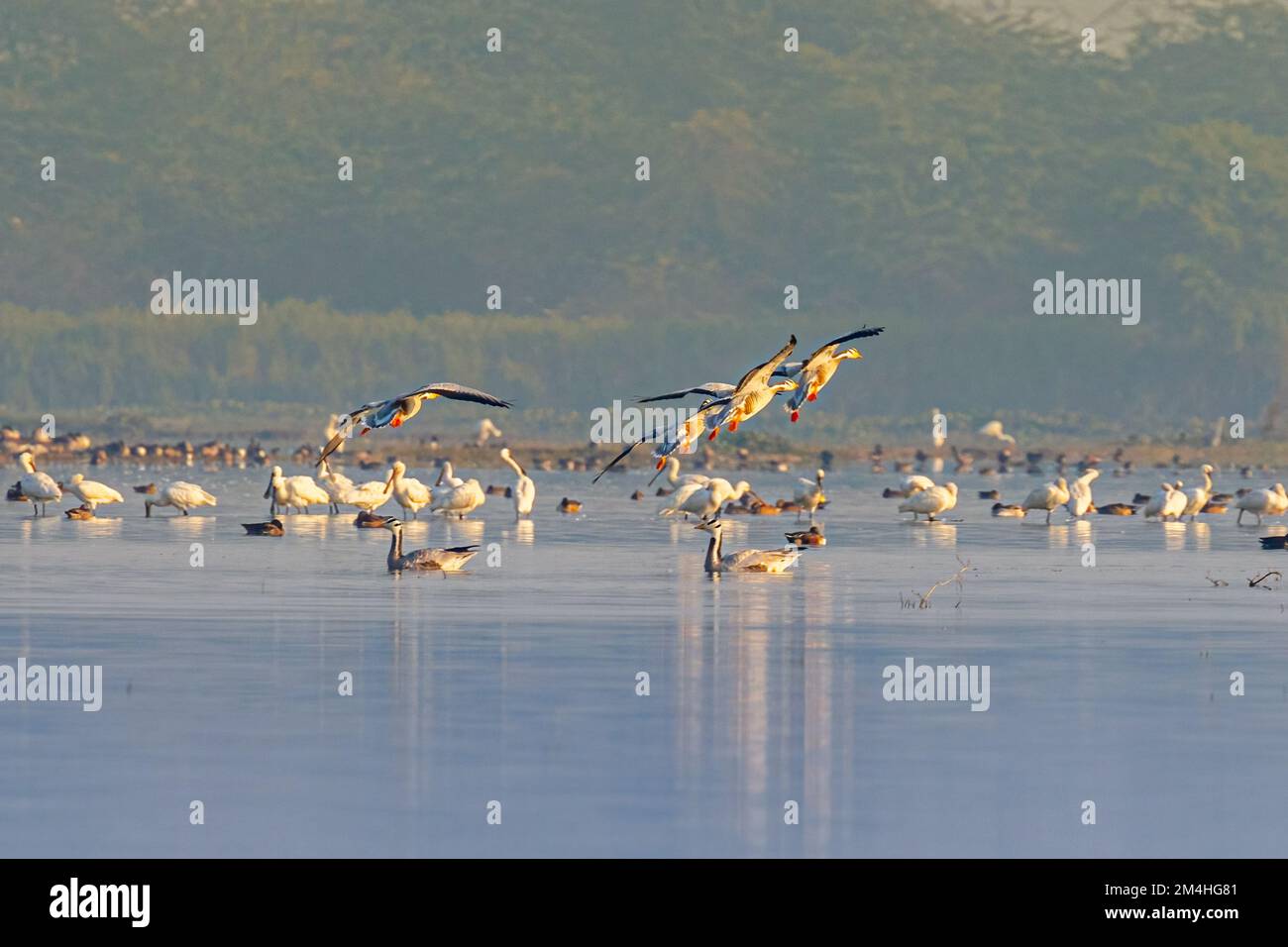 A. Flock of Bar Headed Goose landing among spoon billed Stock Photo - Alamy