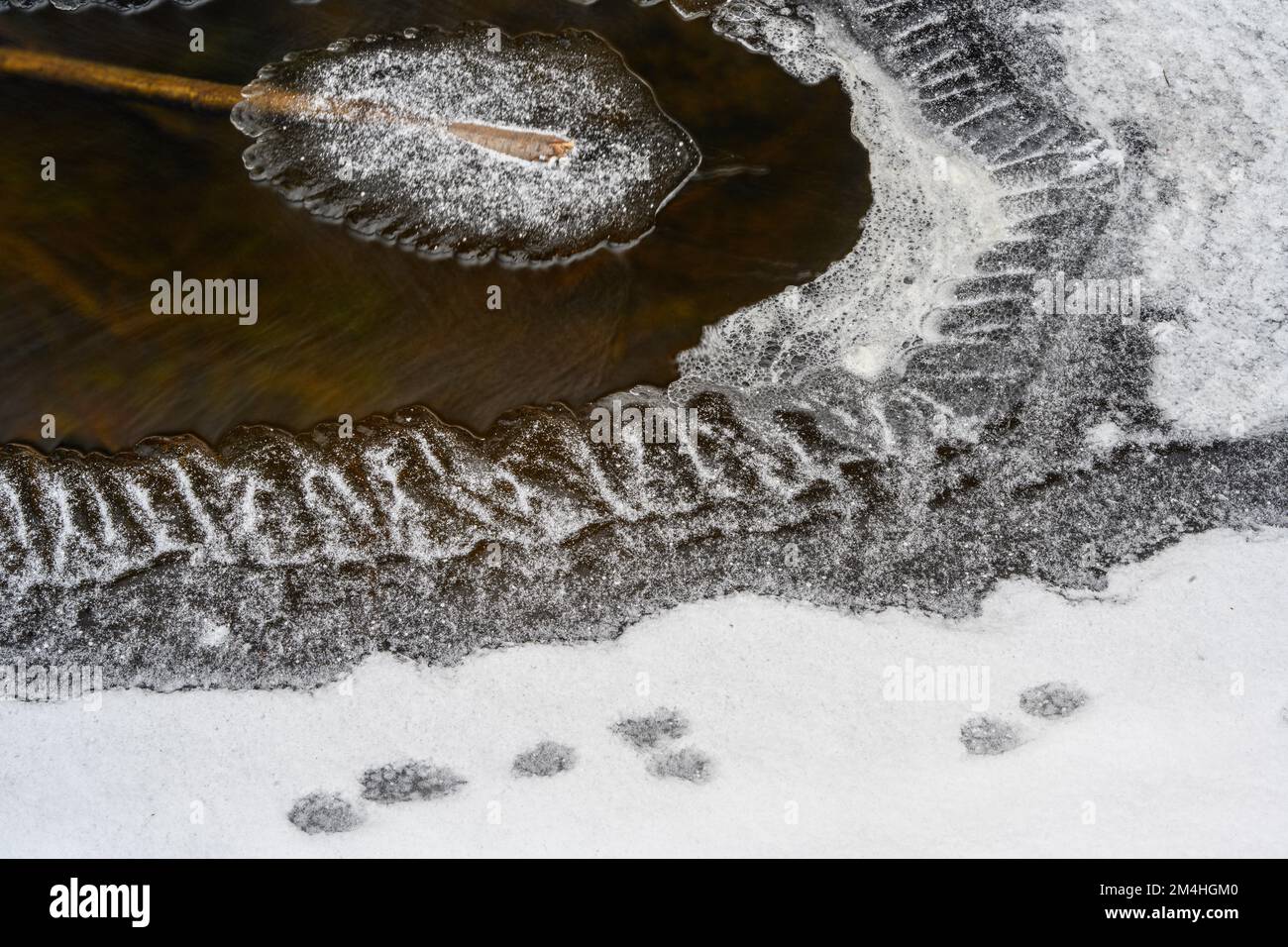 Animal patterns hi-res stock photography and images - Alamy