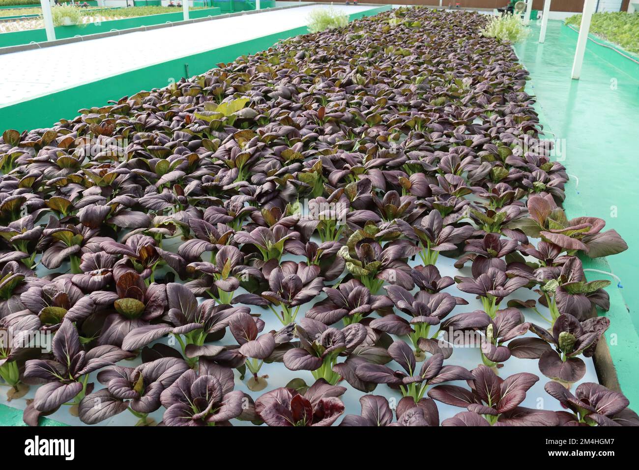 Hydroponics Farming System Stock Photo - Alamy
