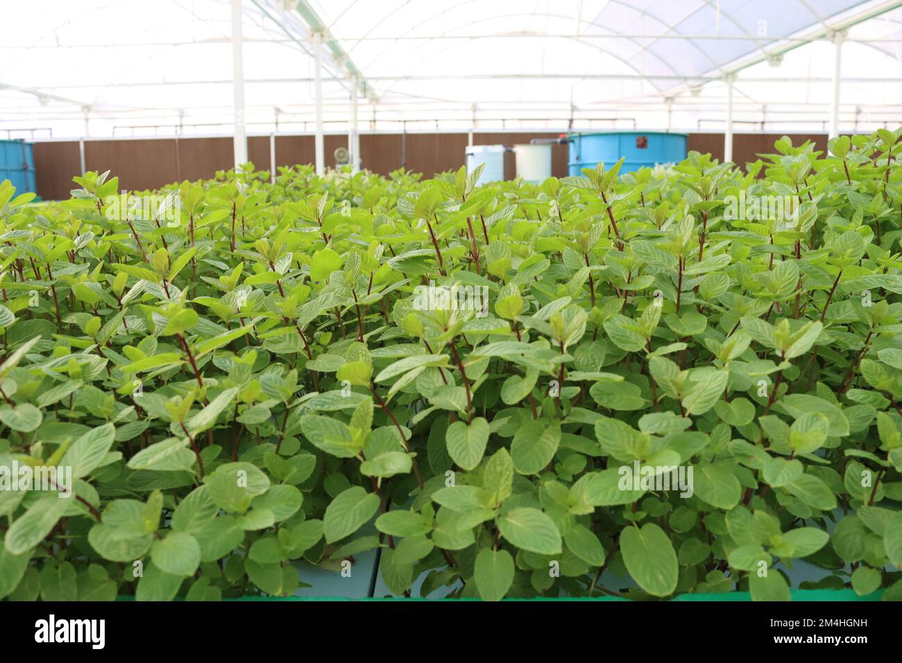 Hydroponics farming system hi-res stock photography and images - Alamy