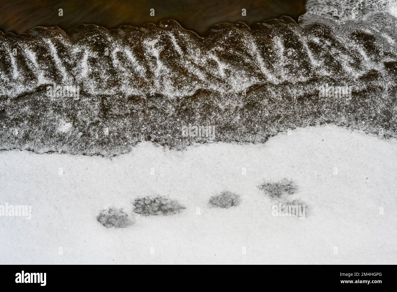 White or gray animal patterns for nature hi-res stock photography and ...