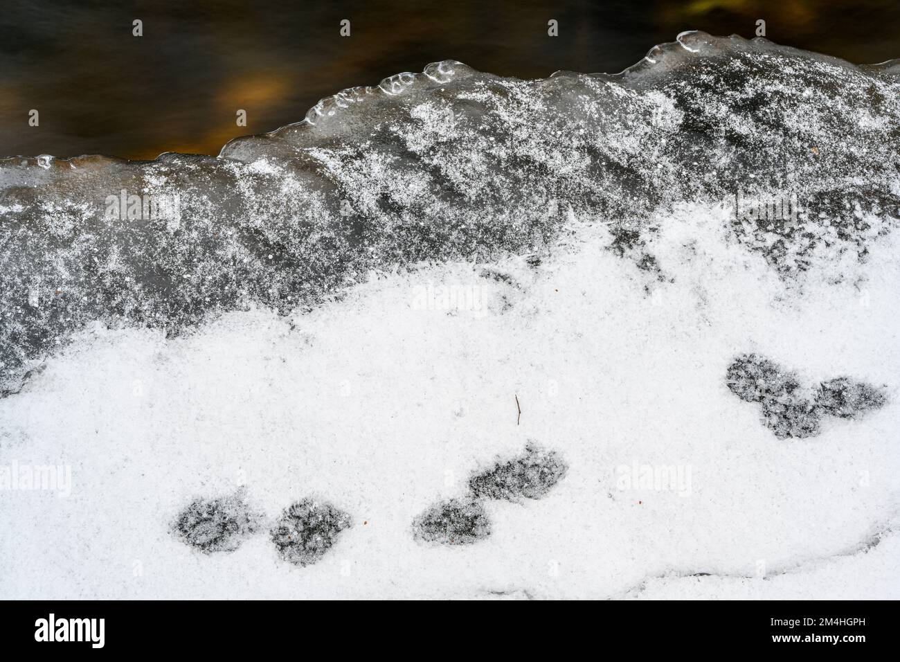 White or gray animal patterns for nature hi-res stock photography and ...