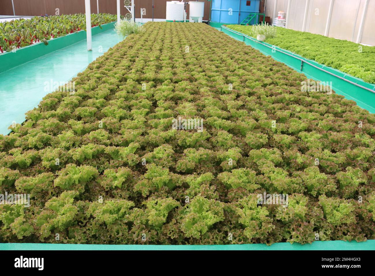 Hydroponics Farming System Stock Photo - Alamy