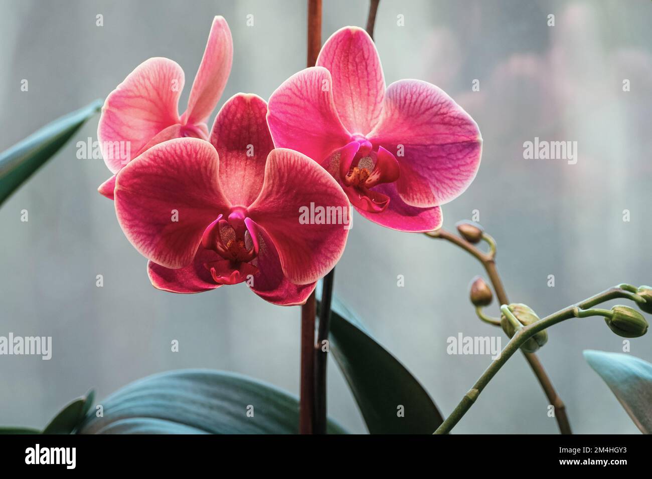 Phalaenopsis Anthura Narbonne, Moth Orchid Narborre Noir blooming under ...