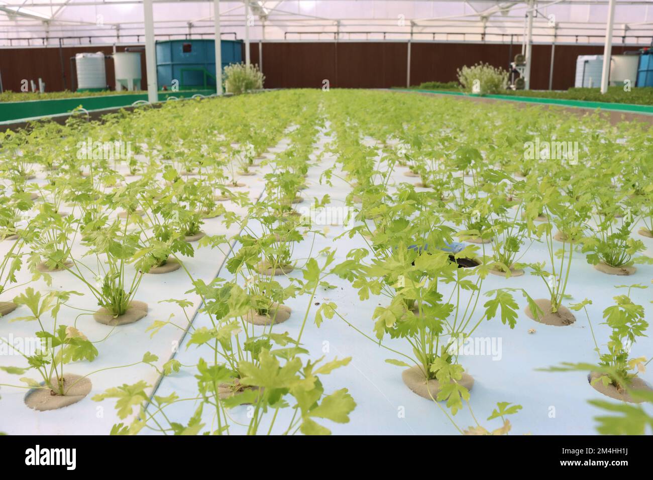 Hydroponics Farming System Stock Photo - Alamy