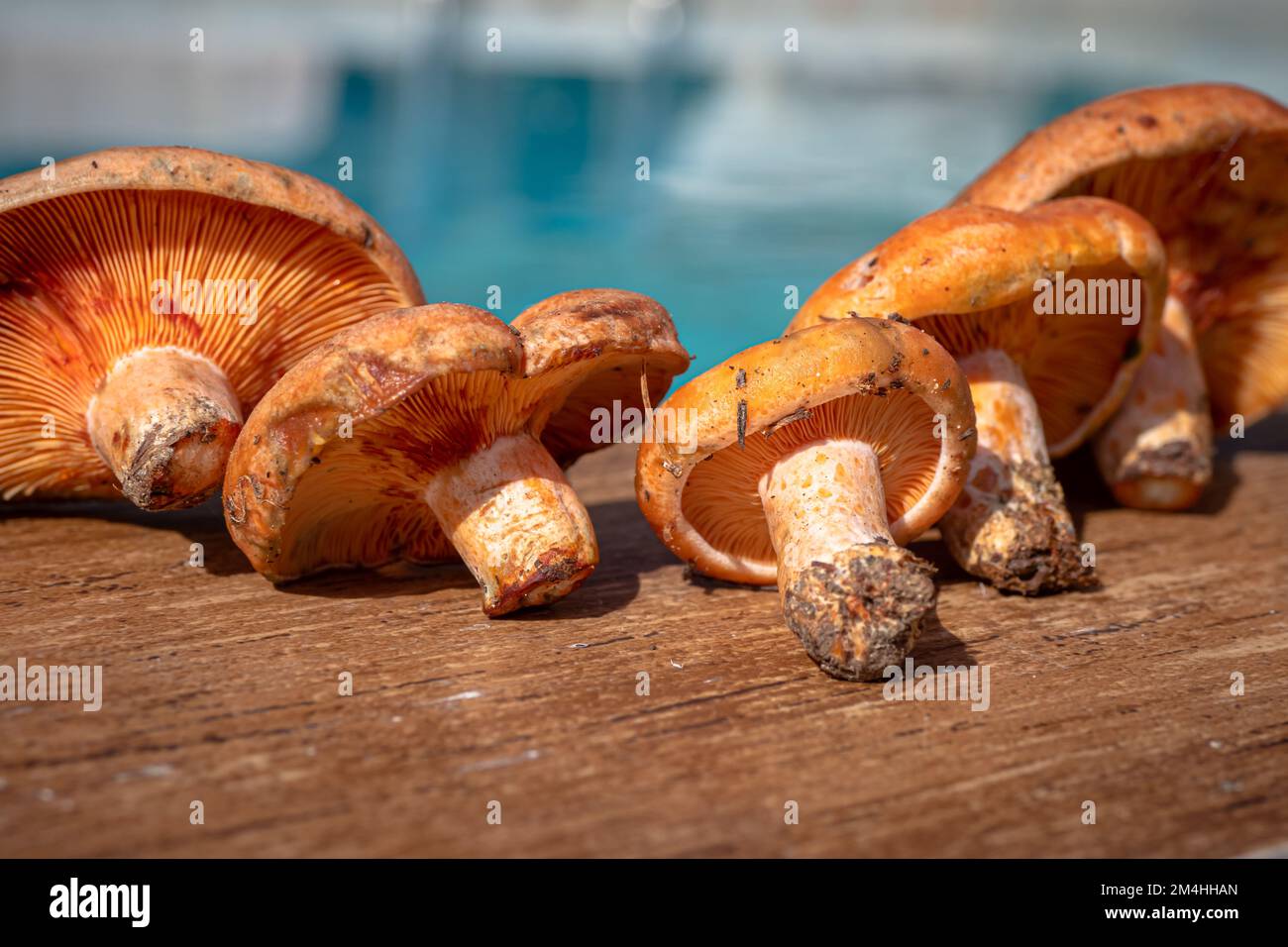 Wild mushroom foraging in the European Alps - Mushroom picking and ...
