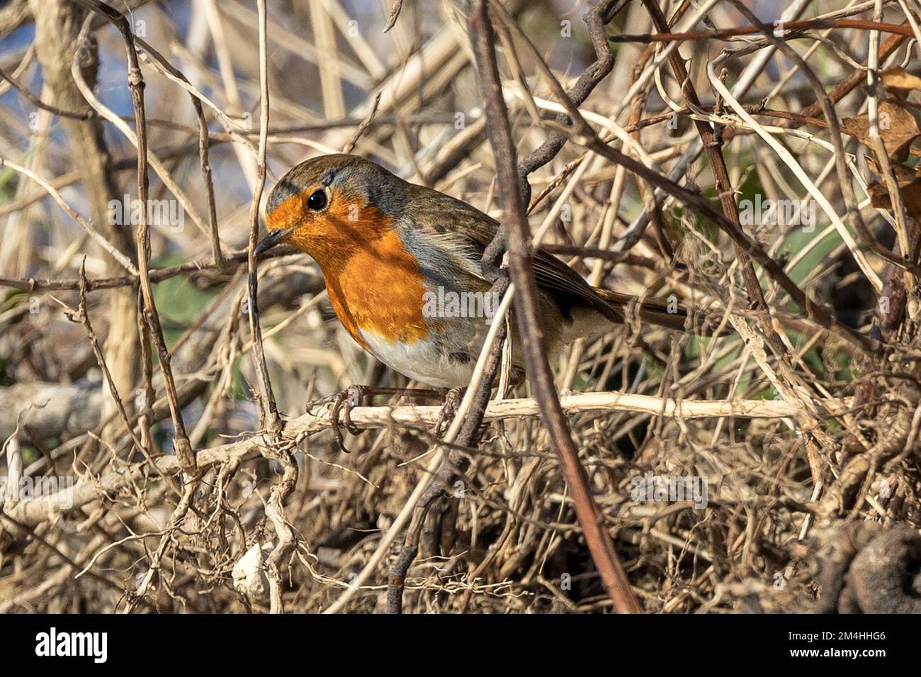 European robin, Autumn, Kimmeridge Bay, Kimmeridge, Dorset, UK Stock ...