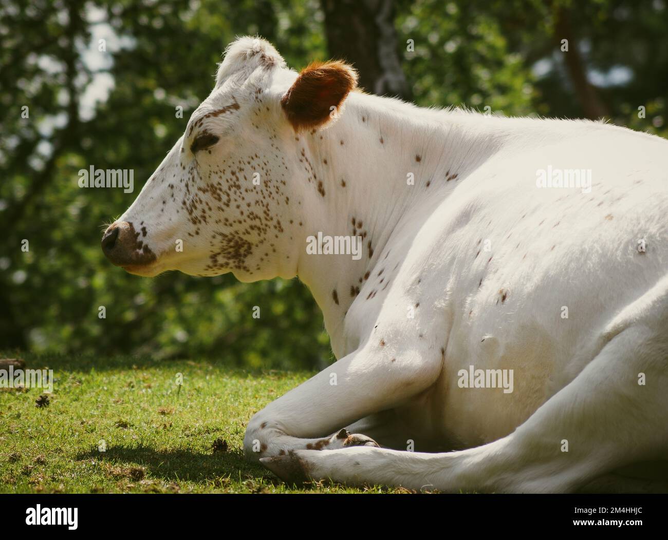Side view of cow laying on field Stock Photo - Alamy