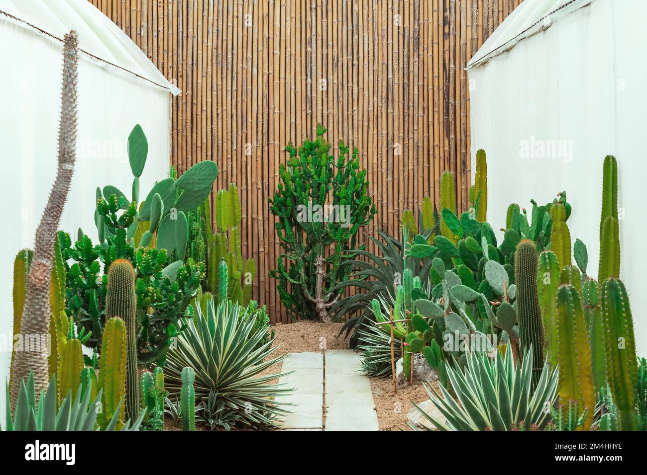 Many cactus plants at cactus farm house.Cultivation of beautiful cactus ...
