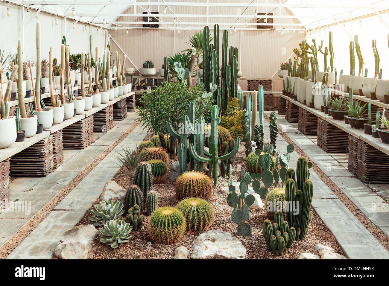 Many cactus plants at cactus farm house.Cultivation of beautiful cactus ...