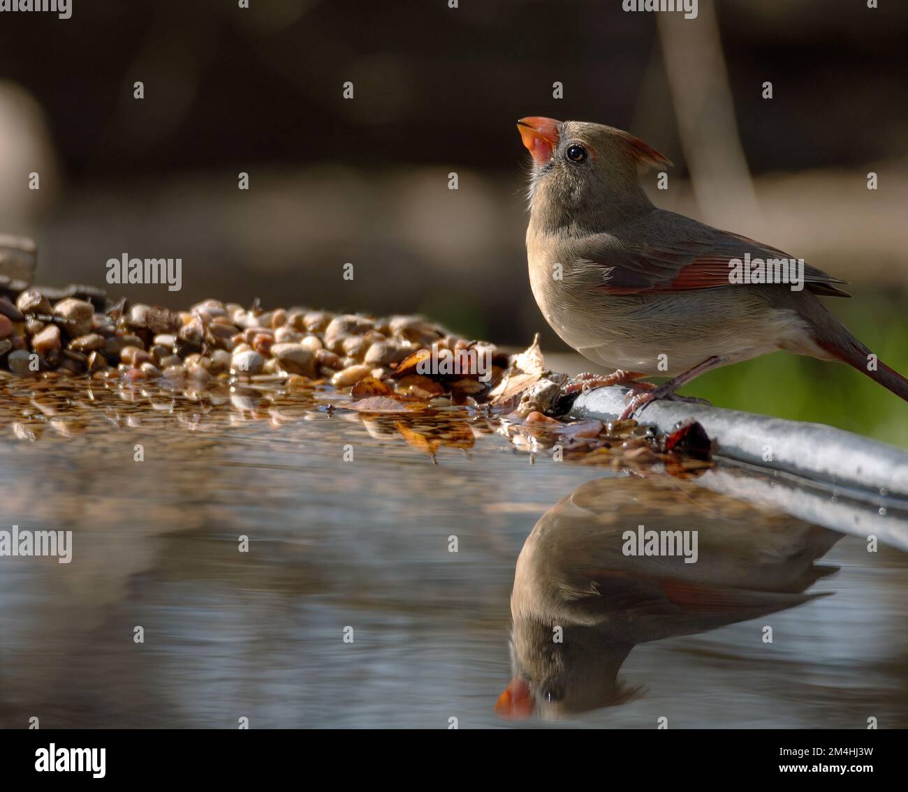 Northern cardinal drinking water hi-res stock photography and images ...