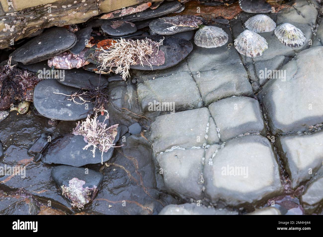 Limpits and seaweed, Kimmeridge Ledge, dolomite ledge, Kimmeridge Bay ...
