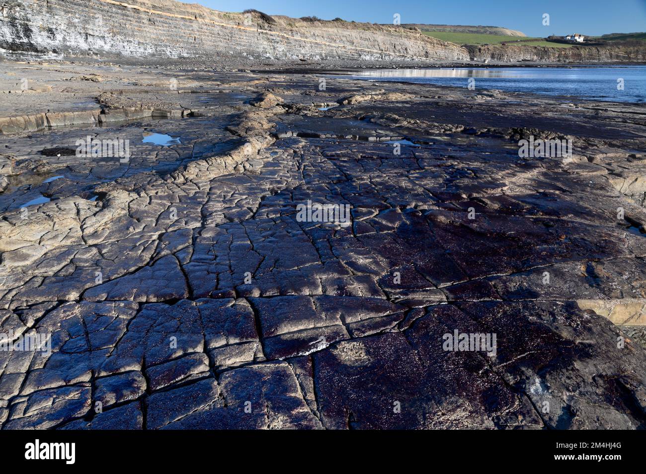 Kimmeridge Ledge with red seaweed, dolomite ledge, Kimmeridge Bay ...