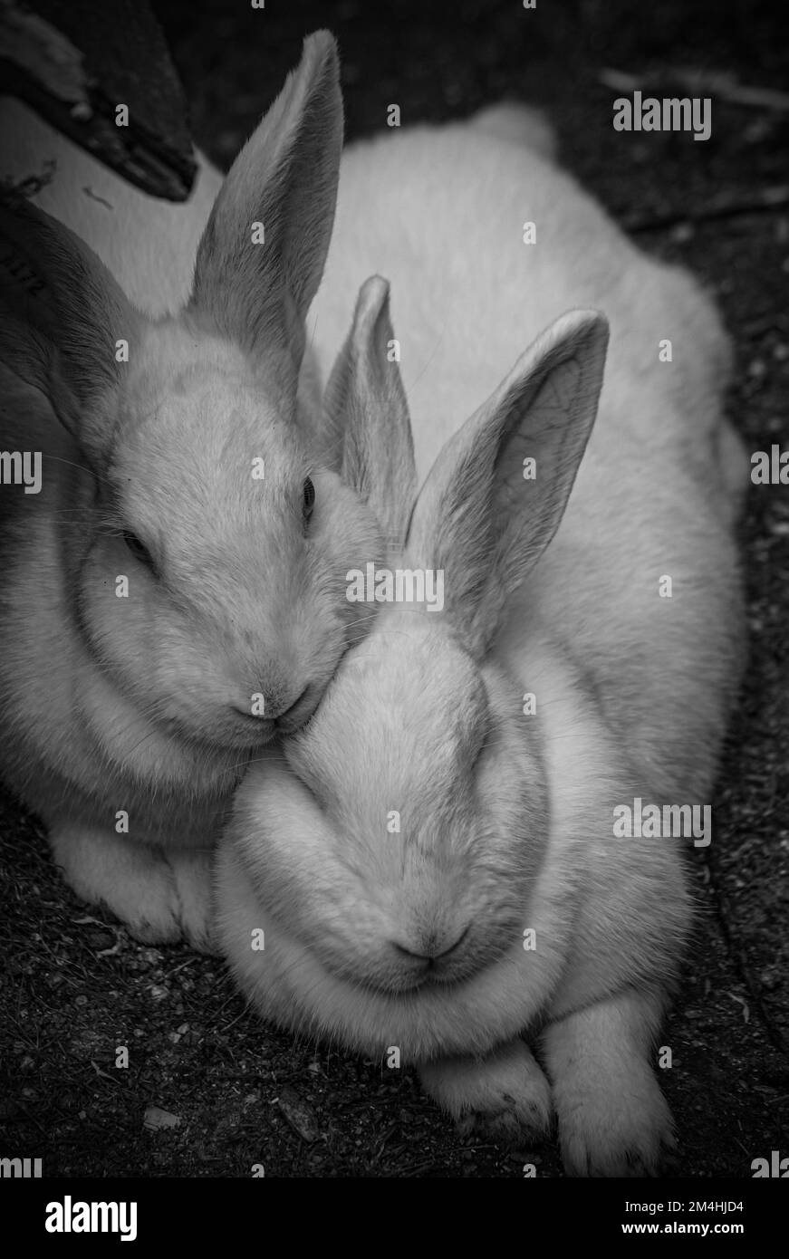 High angle view of rabbits in black and white Stock Photo - Alamy