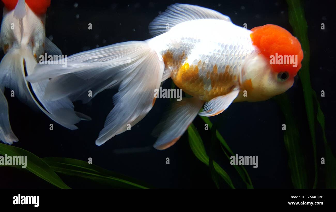 Oranda hi-res stock photography and images - Alamy