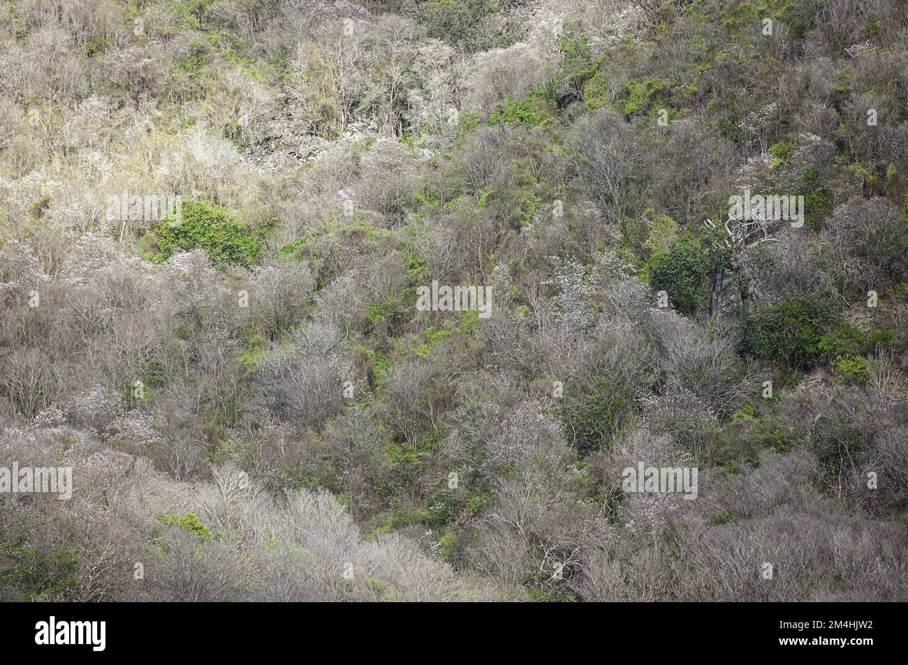 Mixture of dry vegetation with green, forming a geometric and abstract ...