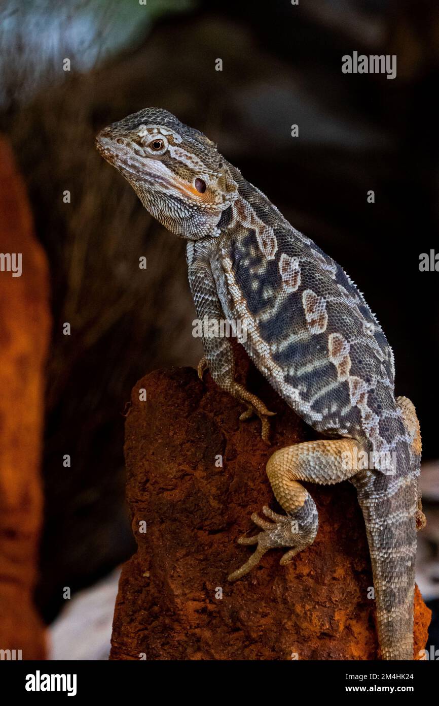 A vertical shot of a Rankin's dragon (Pogona henrylawsoni) lizard ...