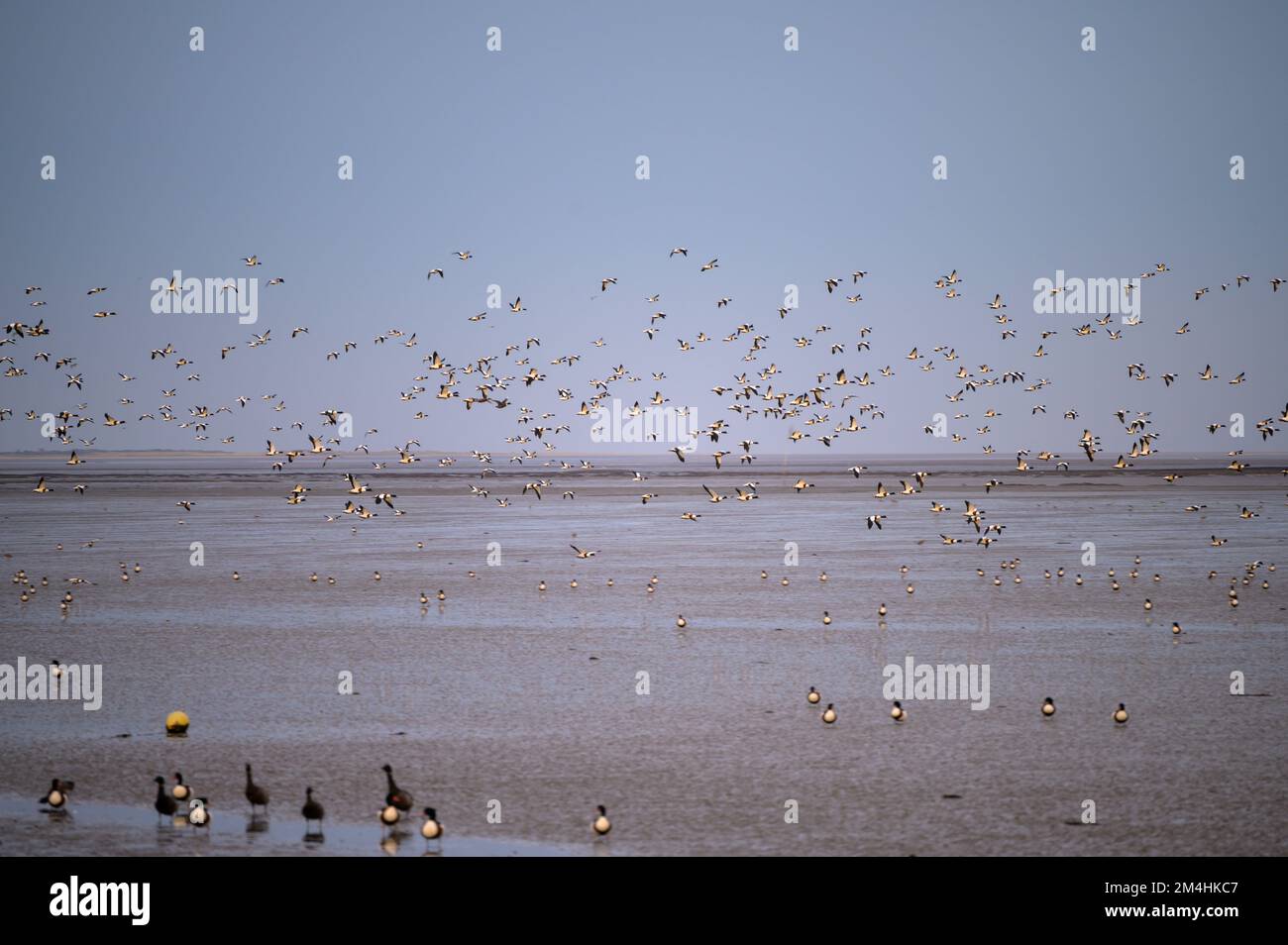 Flock of hundreds of Common shelduck flying across the wadden sea at ...