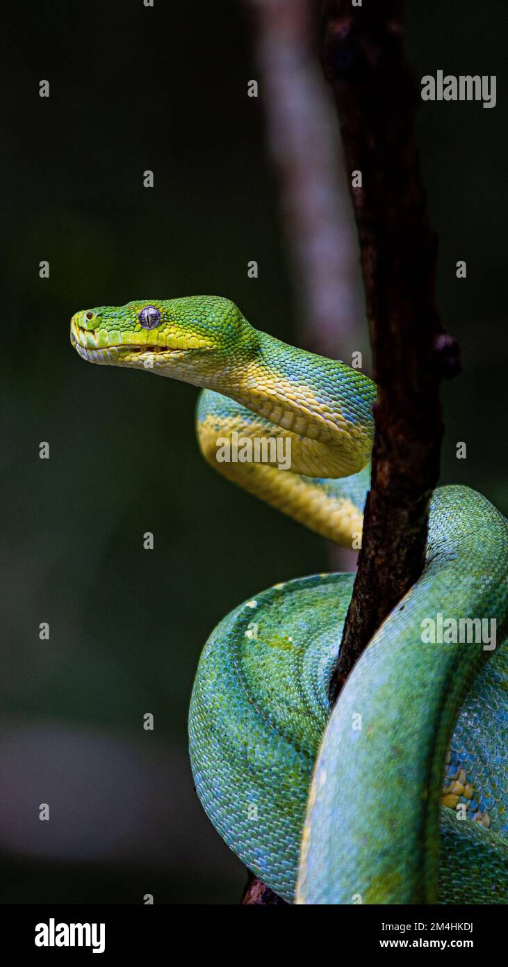 Curled on a branch hi-res stock photography and images - Alamy