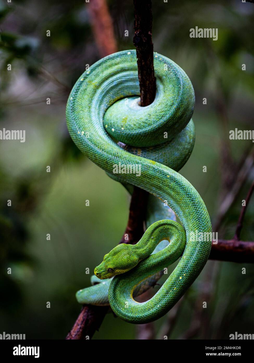 A vertical shot of a green snake curled on a tree branch Stock Photo ...