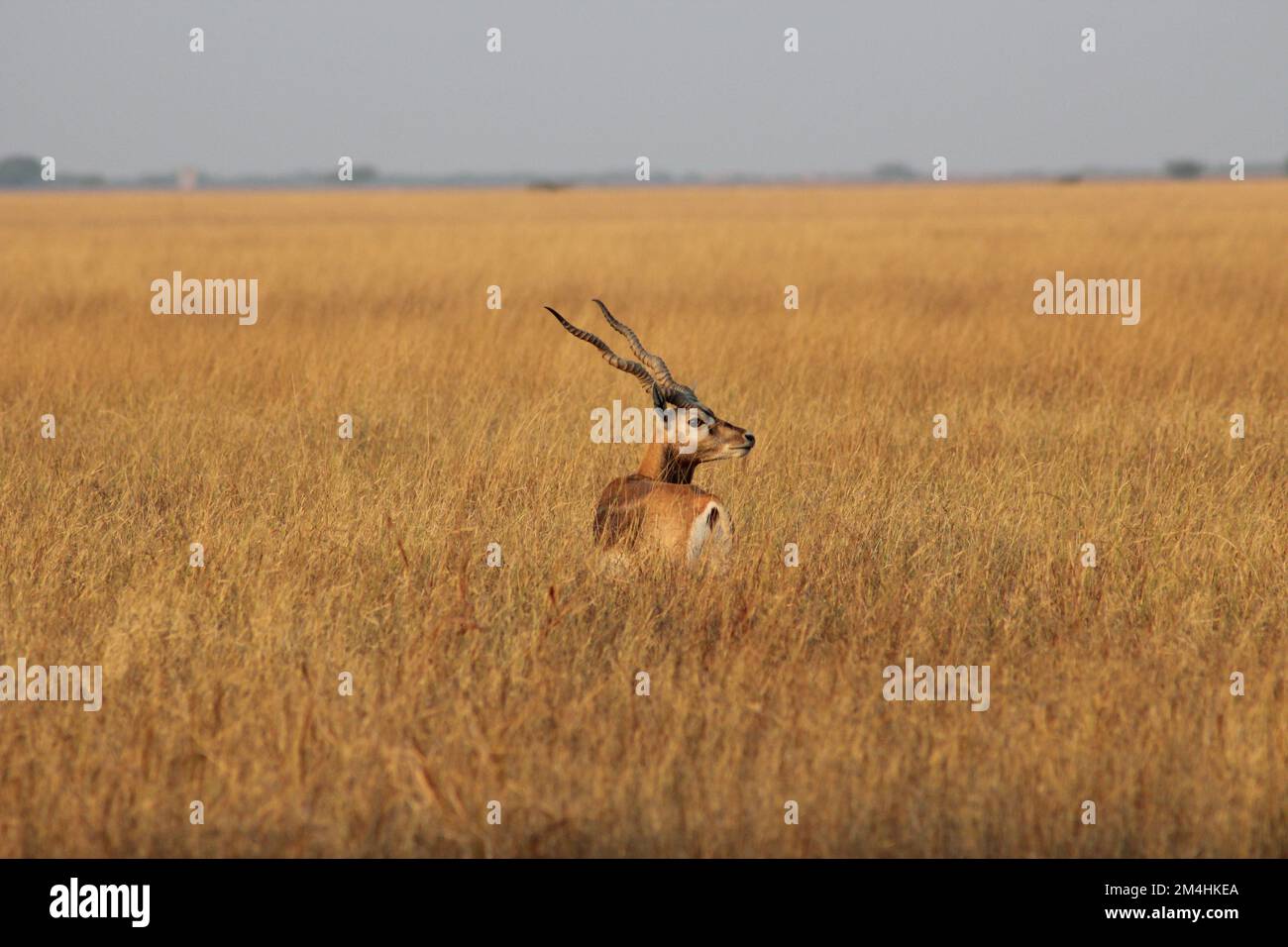 An aerial view of deer standing in greenery field Stock Photo - Alamy