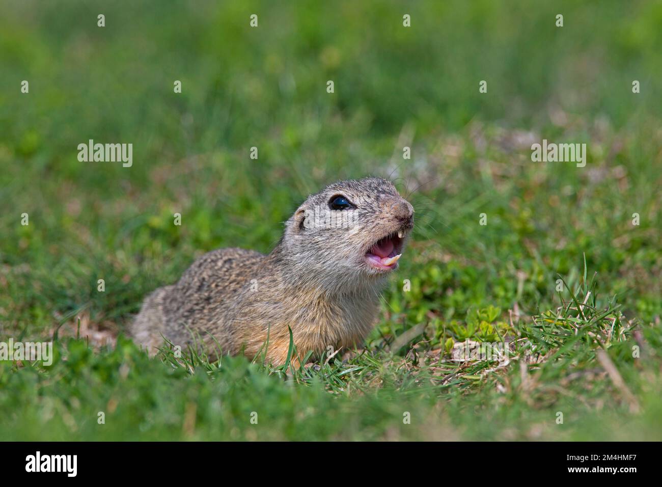 European ground squirrel / European souslik (Spermophilus citellus ...