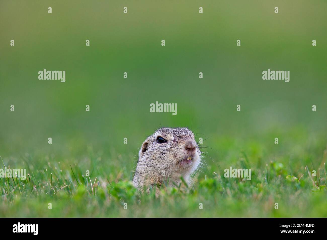 European ground squirrel / European souslik (Spermophilus citellus ...