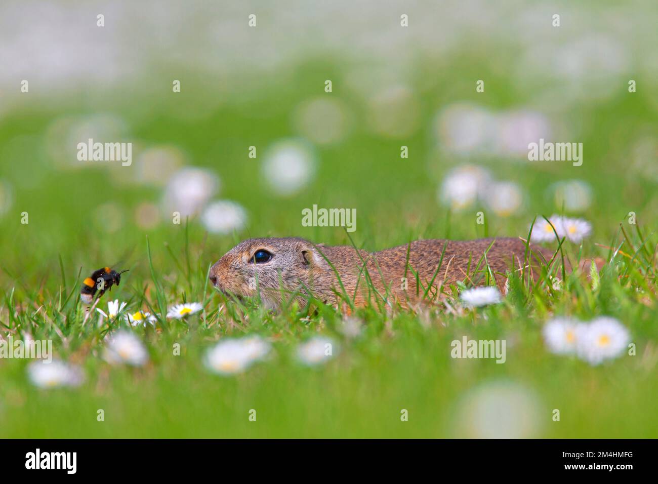 European ground squirrel / European souslik (Spermophilus citellus ...