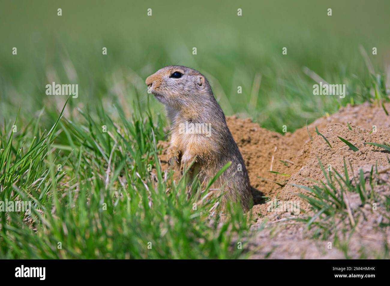 European ground squirrel / European souslik (Spermophilus citellus ...