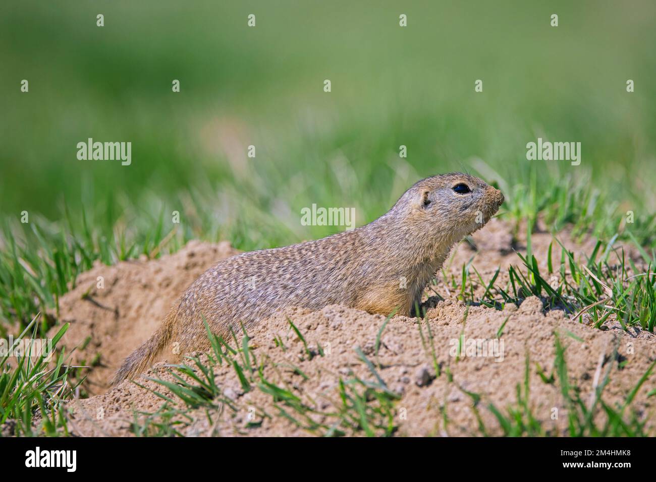European ground squirrel / European souslik (Spermophilus citellus ...