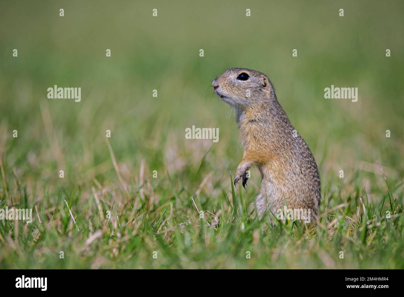 Alert European ground squirrel / European souslik (Spermophilus ...