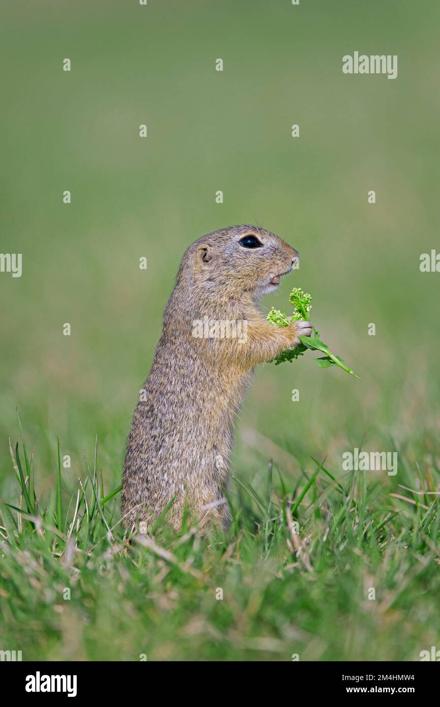 European ground squirrel / European souslik (Spermophilus citellus ...