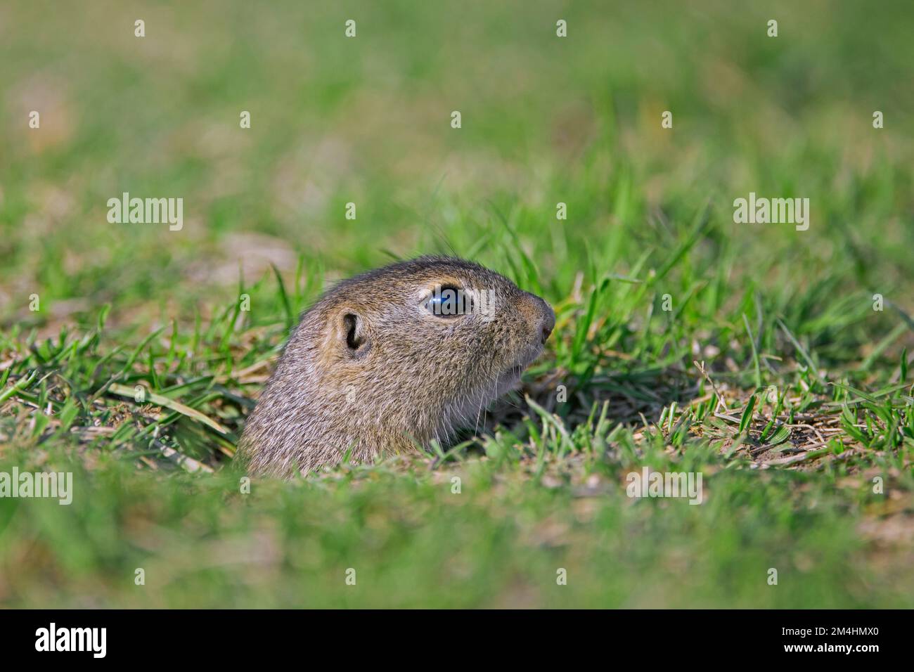Squirrels head hi-res stock photography and images - Alamy
