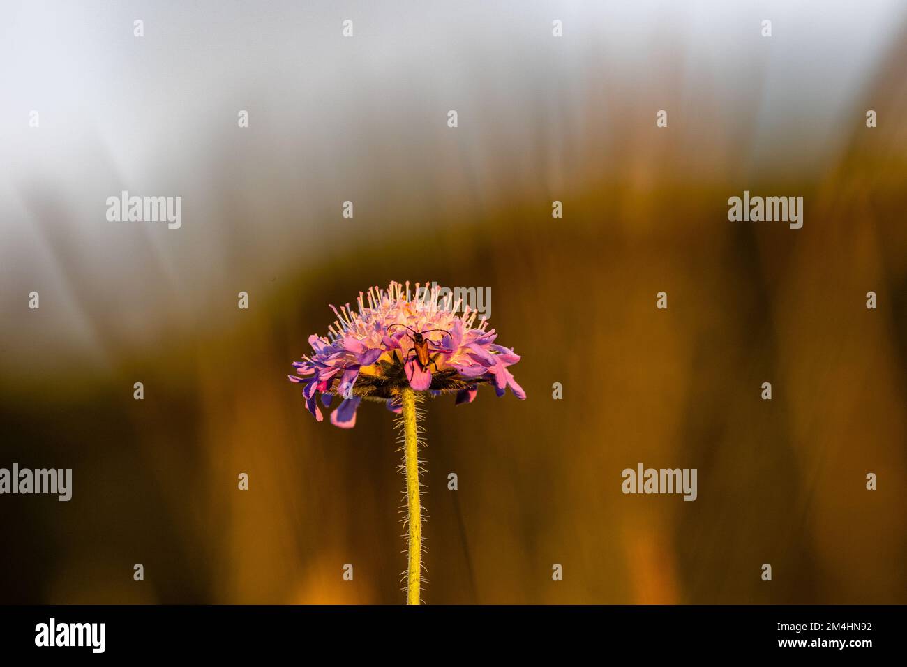 A shallow focus shot of a beautiful small scabious flower against a ...