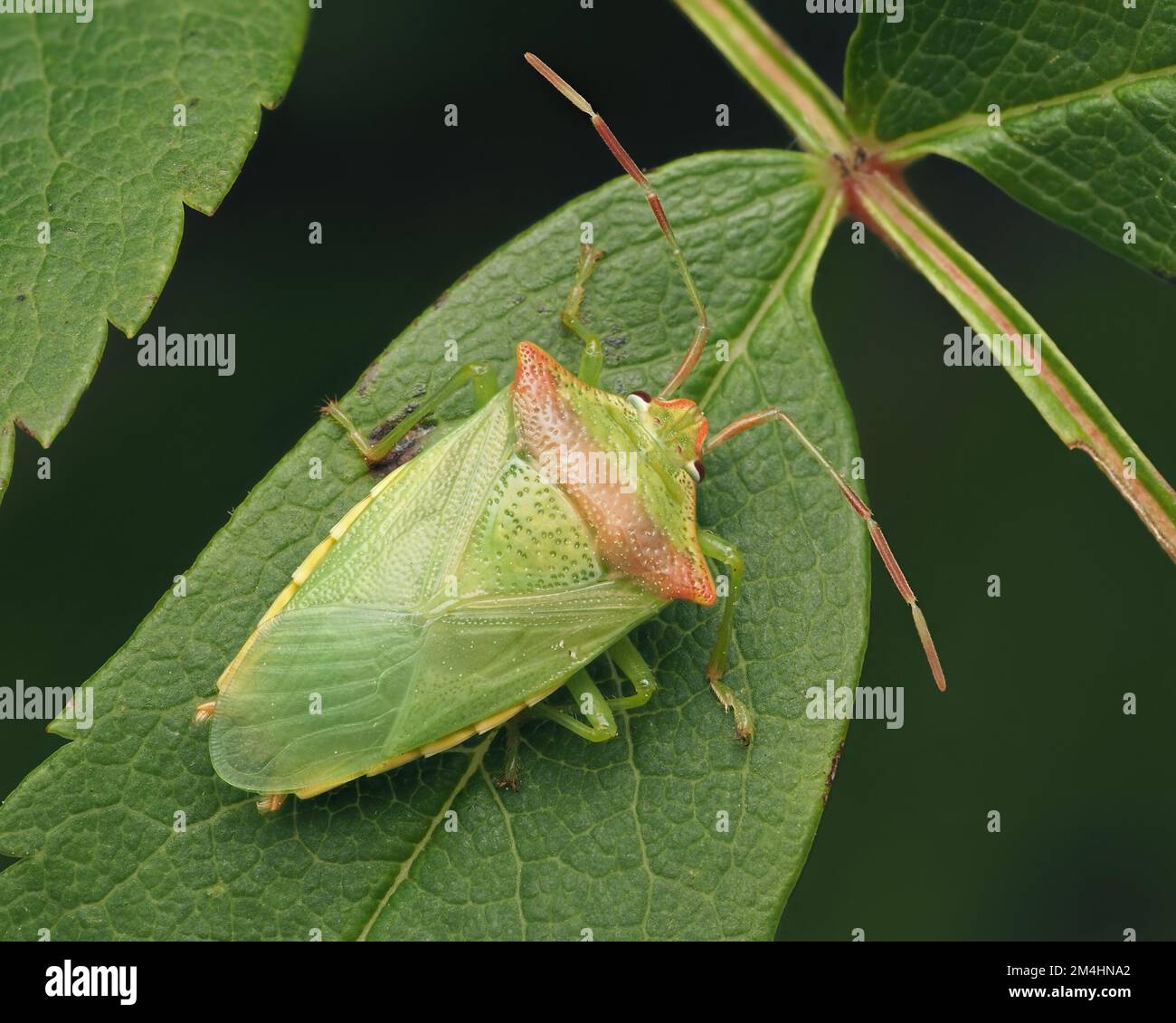 Dorsal view of a teneral Hawthorn Shieldbug (Acanthosoma haemorrhoidale ...